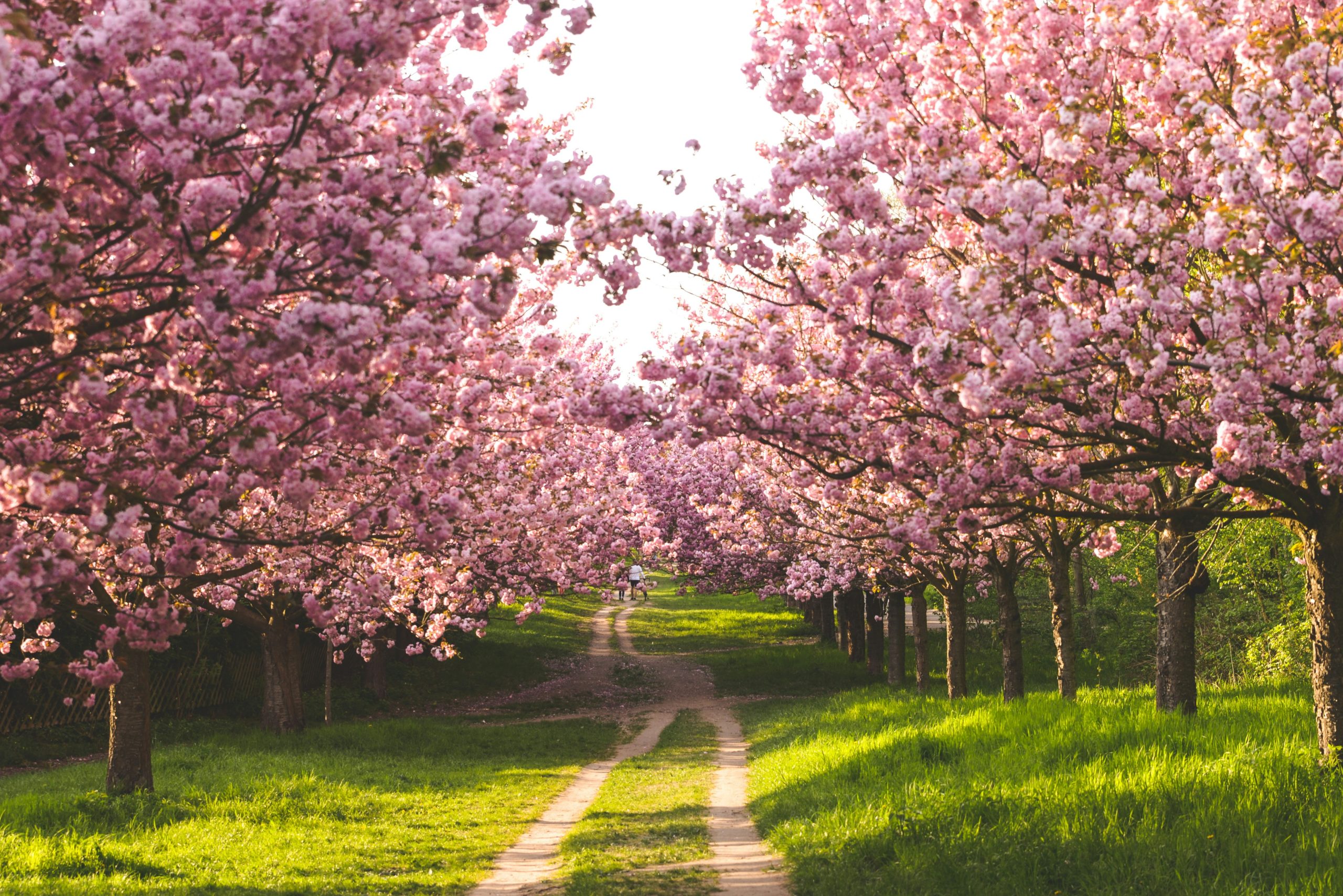 Springtime Strolls: 5 Charming European Destinations to see Blooming ...